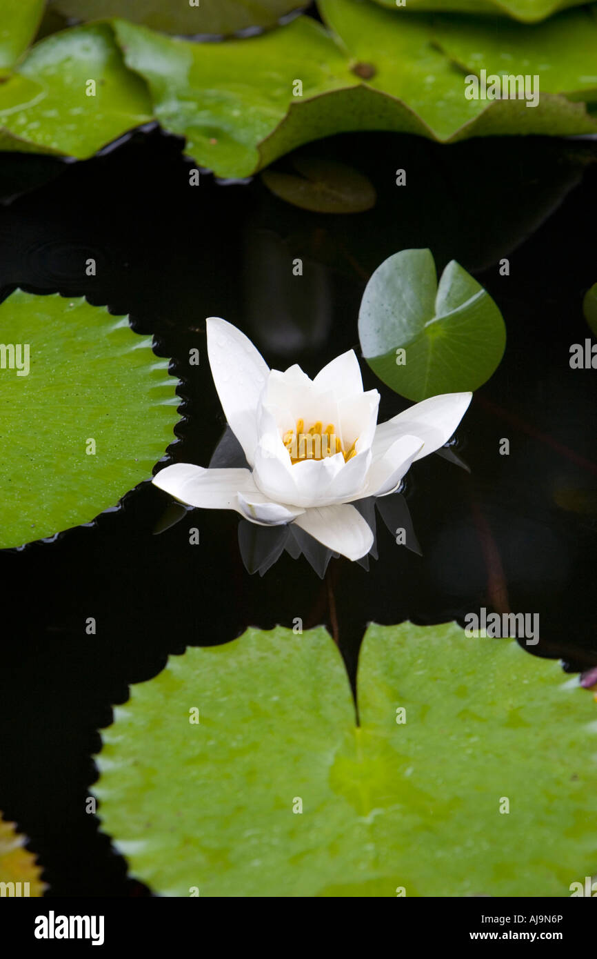 Waterlilies india hi-res stock photography and images - Alamy