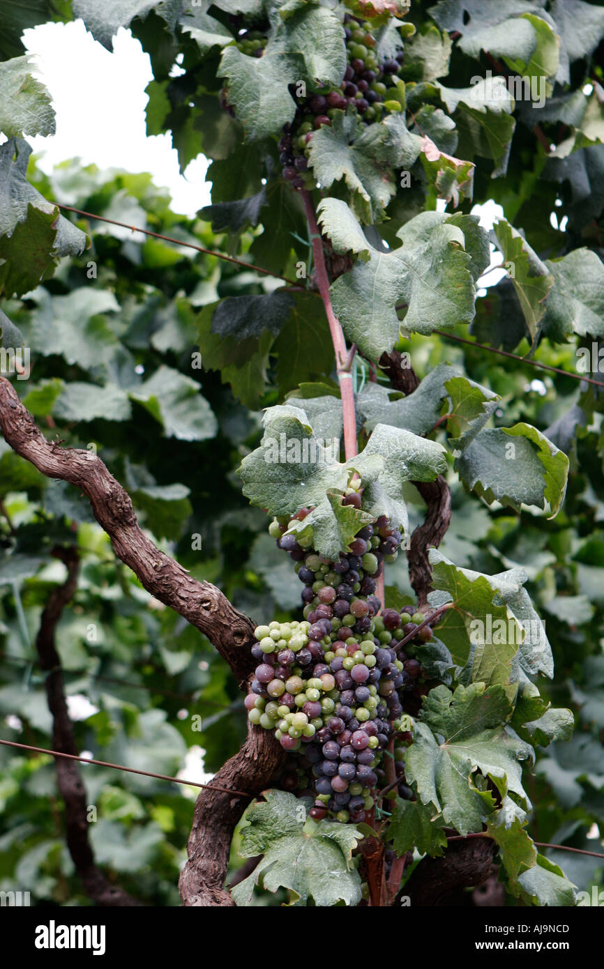 Grapes on vine vertical hi-res stock photography and images - Alamy