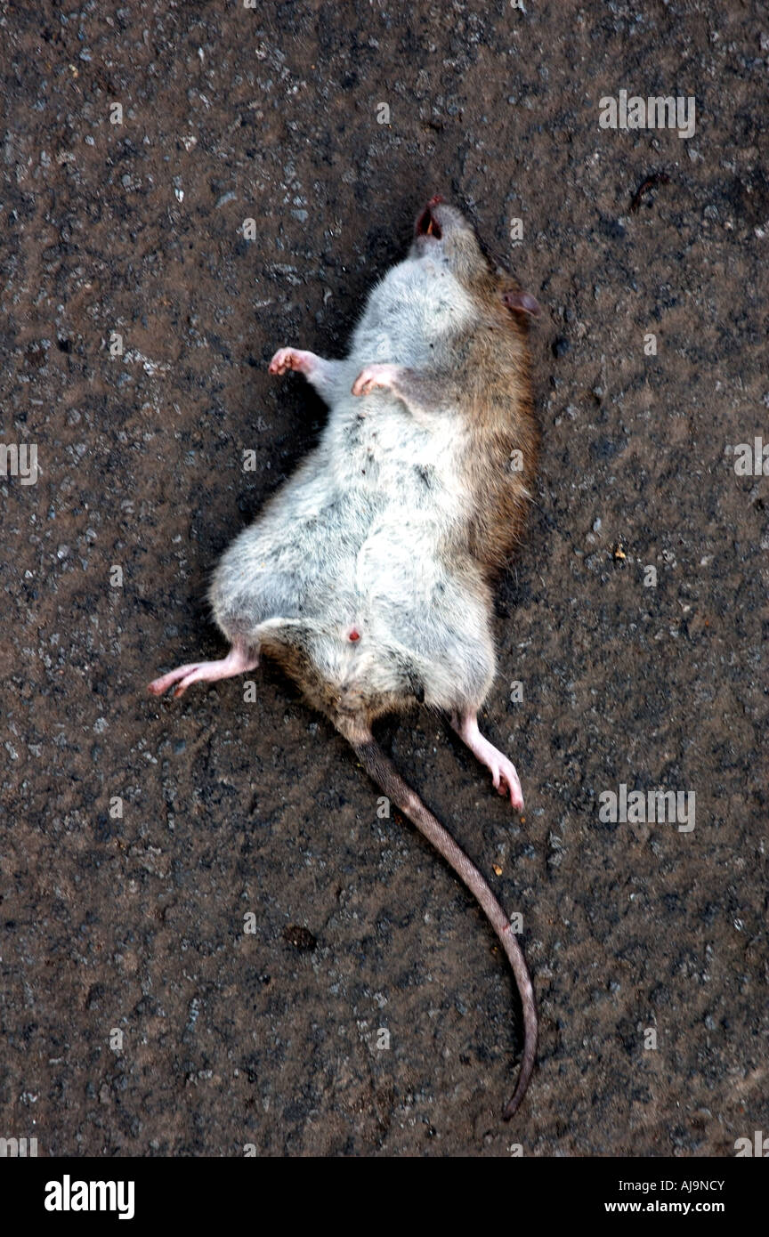 Road-kill - dead rat on a road in North Norfolk, UK Stock Photo ...