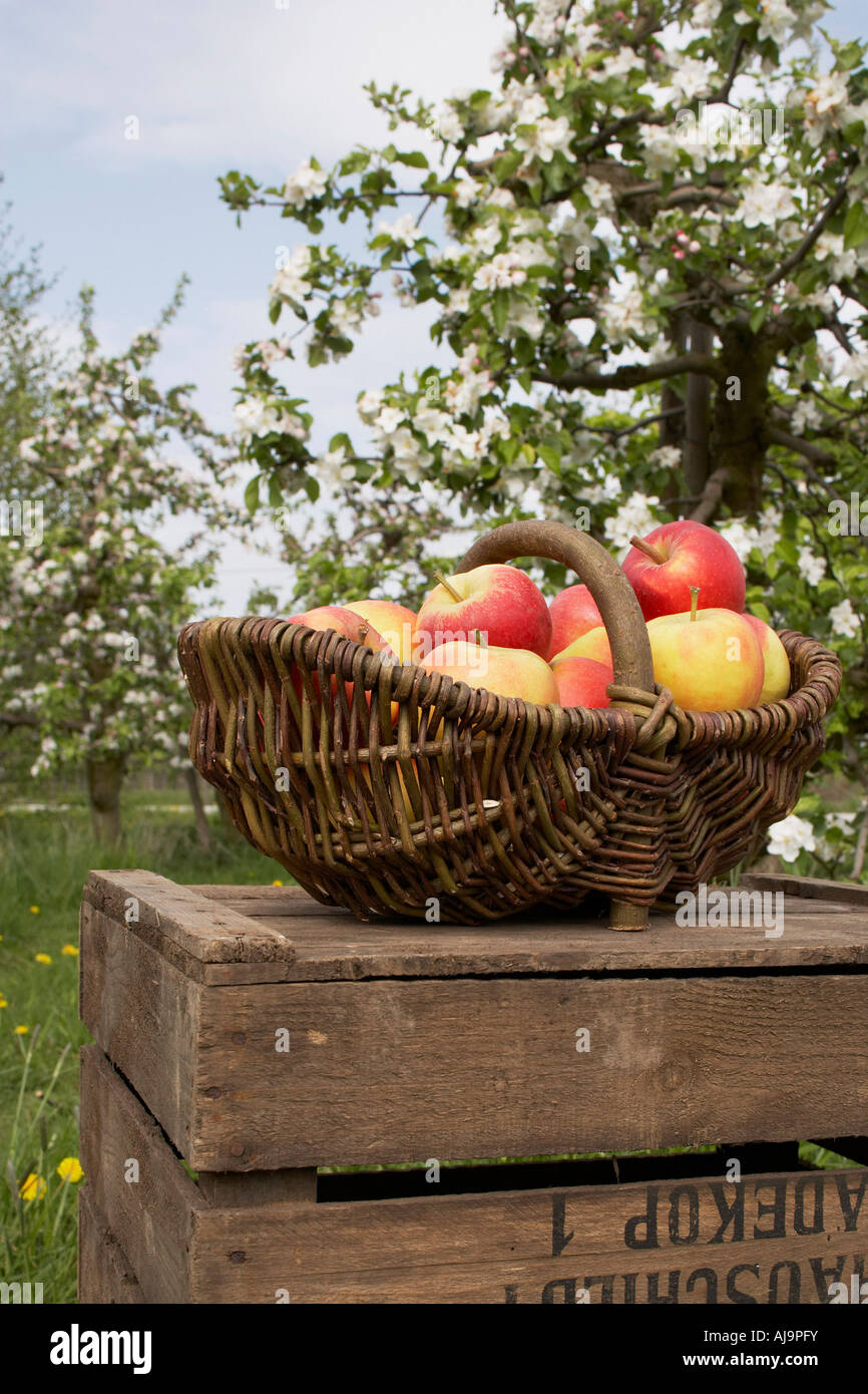 Basket of Apples Stock Photo - Alamy
