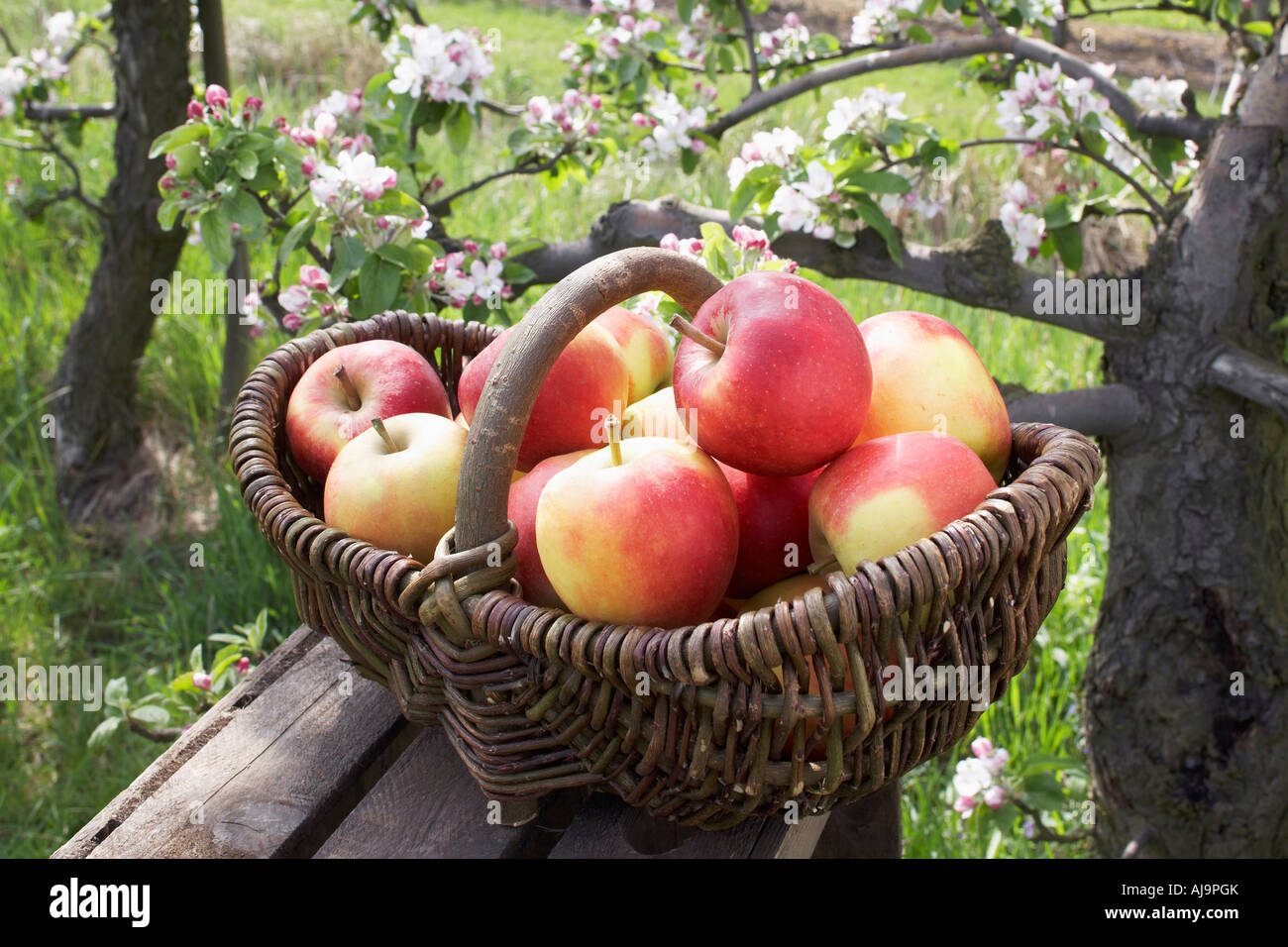 Basket of Apples Stock Photo - Alamy