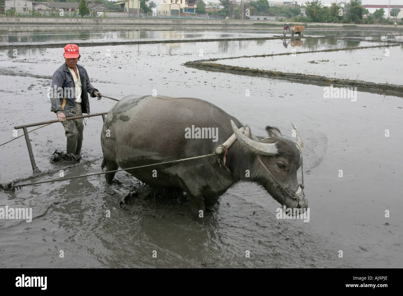 Water buffalo works in rice field Stock Photo - Alamy