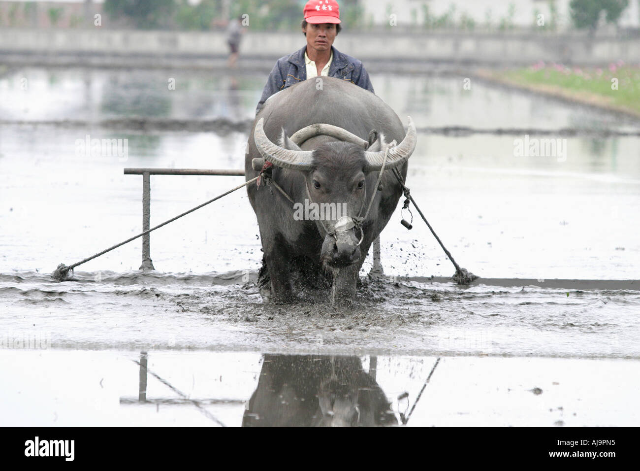 Water buffalo works in rice field Stock Photo - Alamy