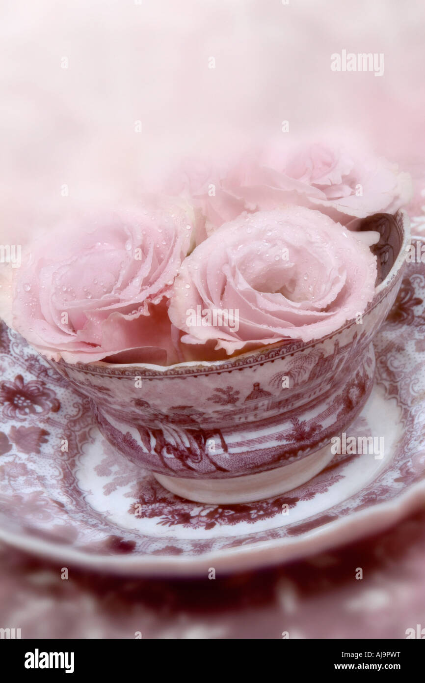 Class of old roses hi-res stock photography and images - Alamy