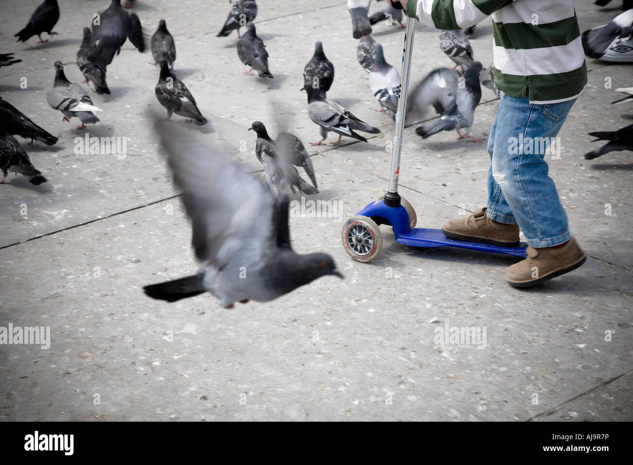 Boy Chasing Pigeons on Scooter Stock Photo - Alamy