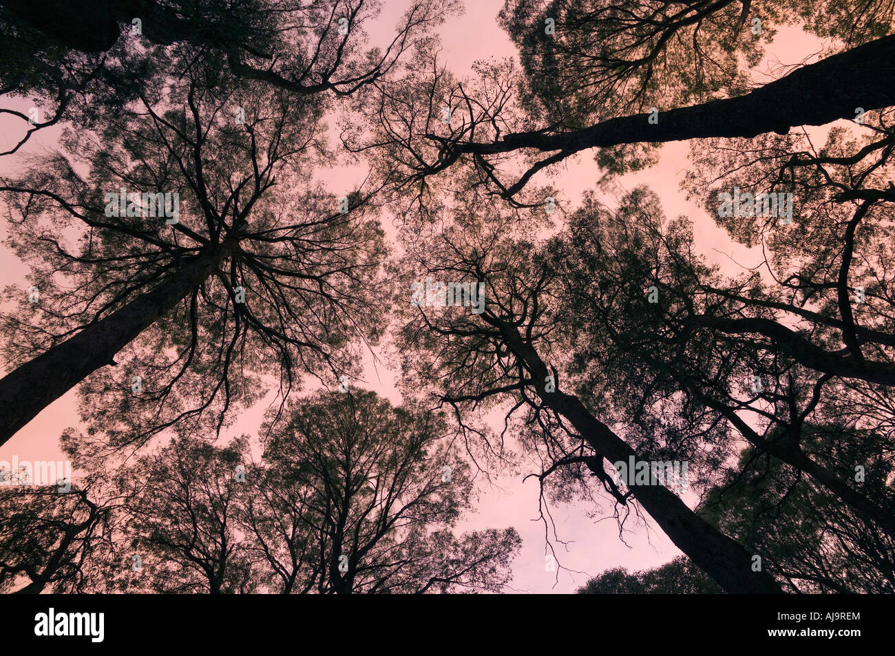 Australian red ash tree hi-res stock photography and images - Alamy