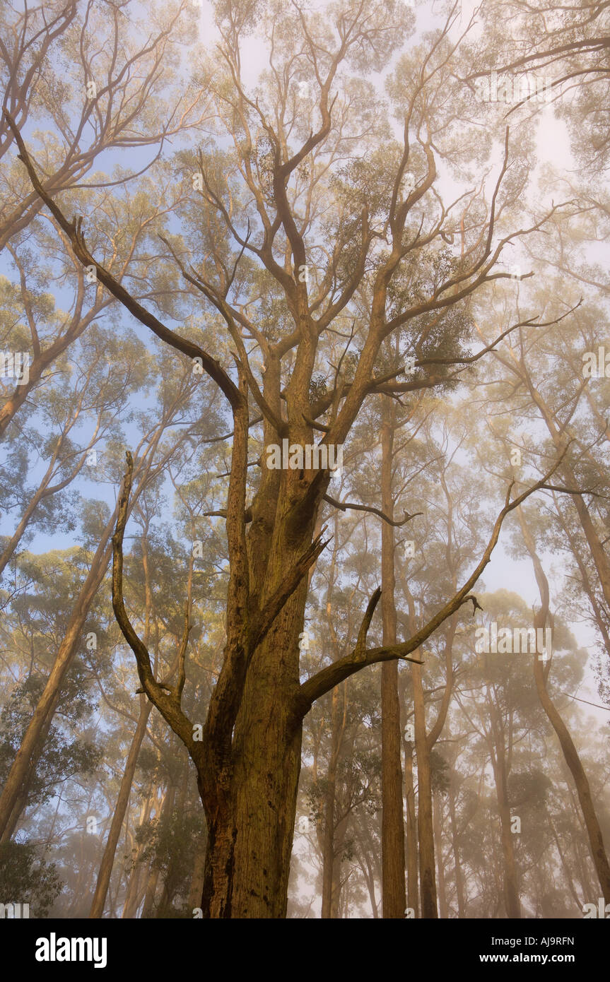 Australian red ash tree hi-res stock photography and images - Alamy