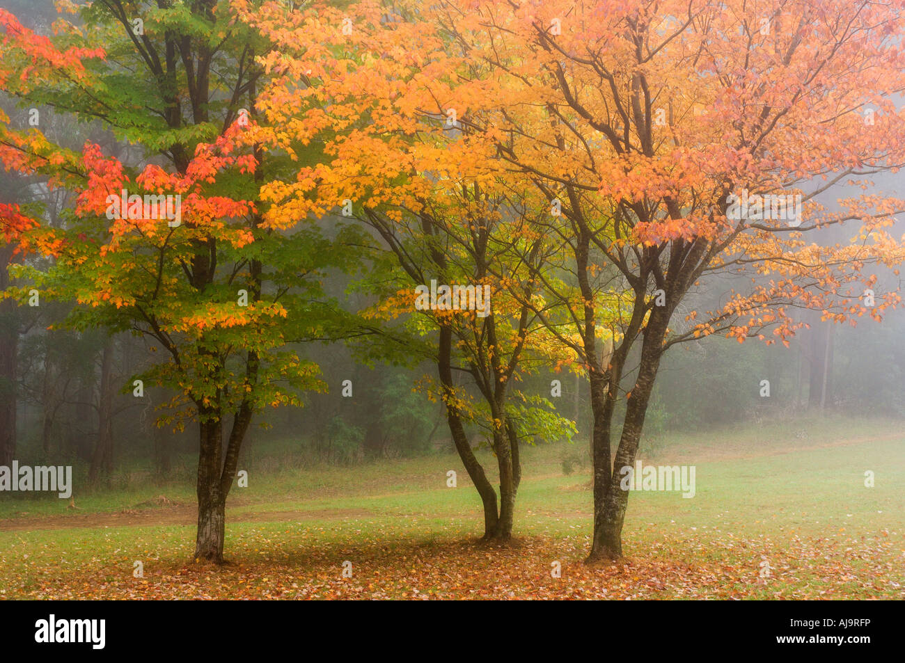 Maple Trees, Dandenong Ranges National Park, Victoria, Australia Stock ...