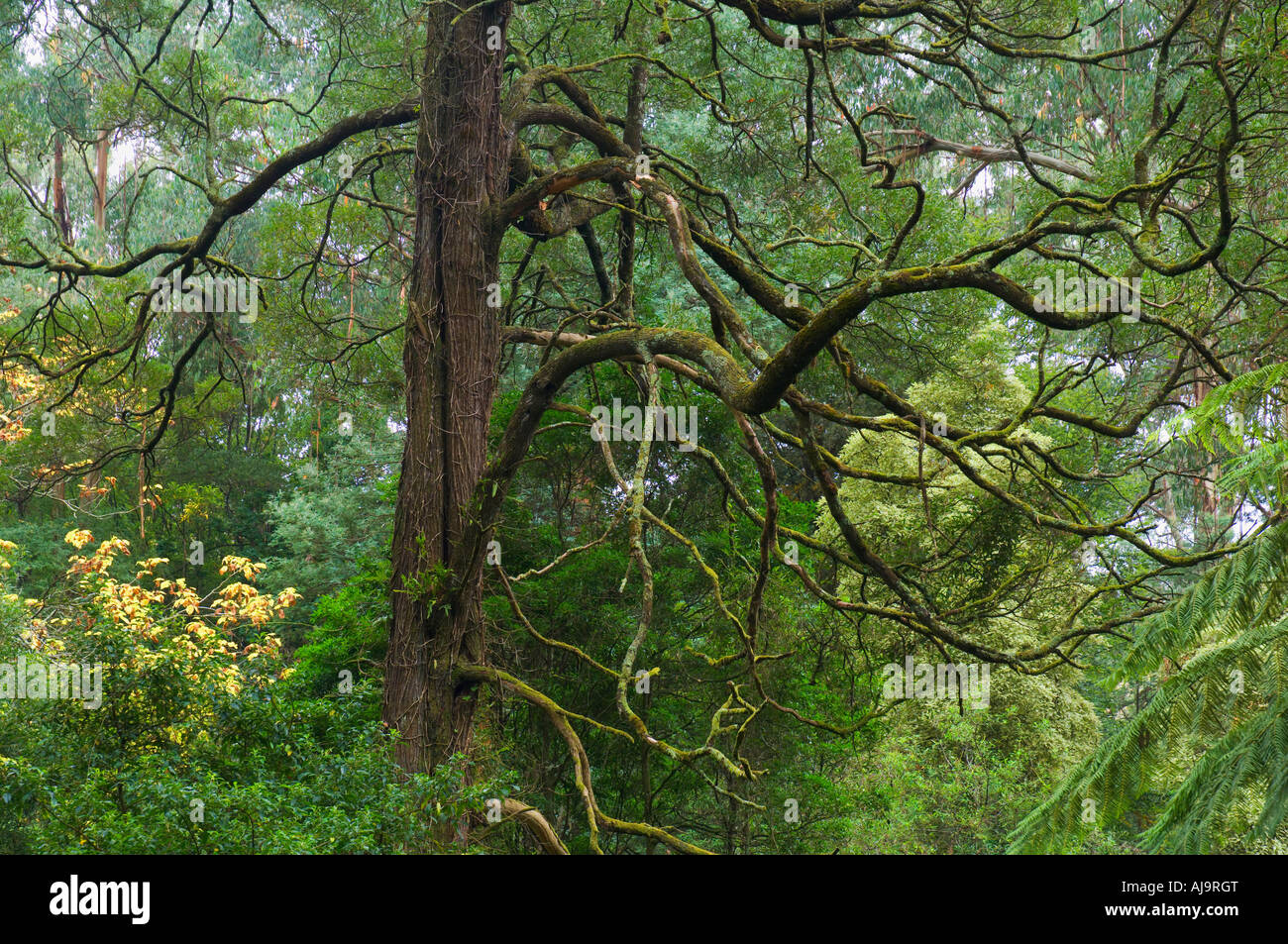 Old Beech Tree, Dandenong Ranges National Park, Victoria, Australia ...