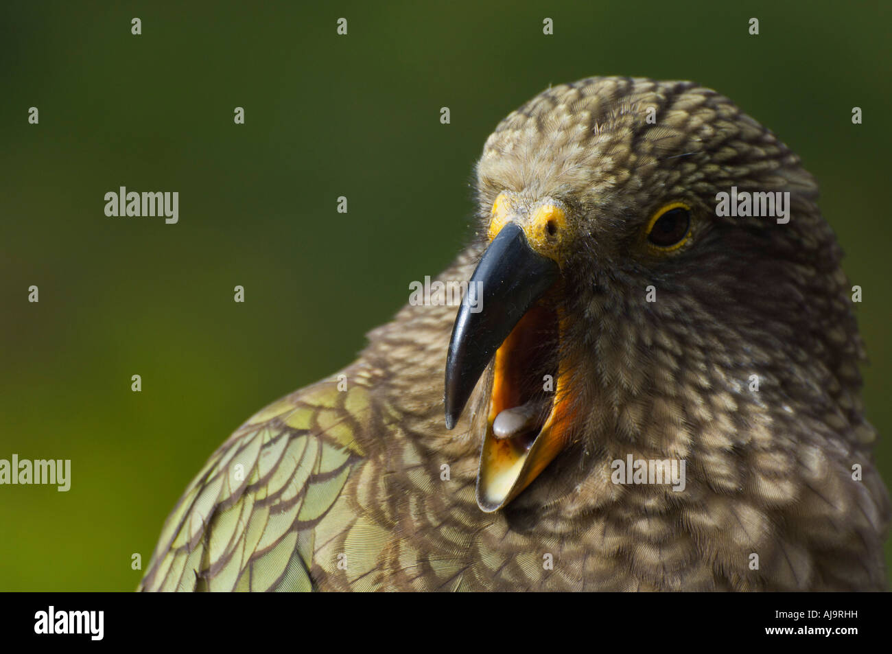 Kea bird detail hi-res stock photography and images - Alamy