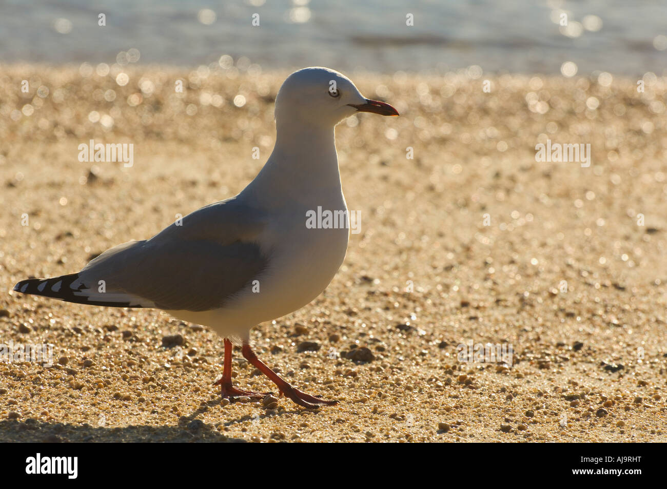 Abel tasman images hi-res stock photography and images - Alamy