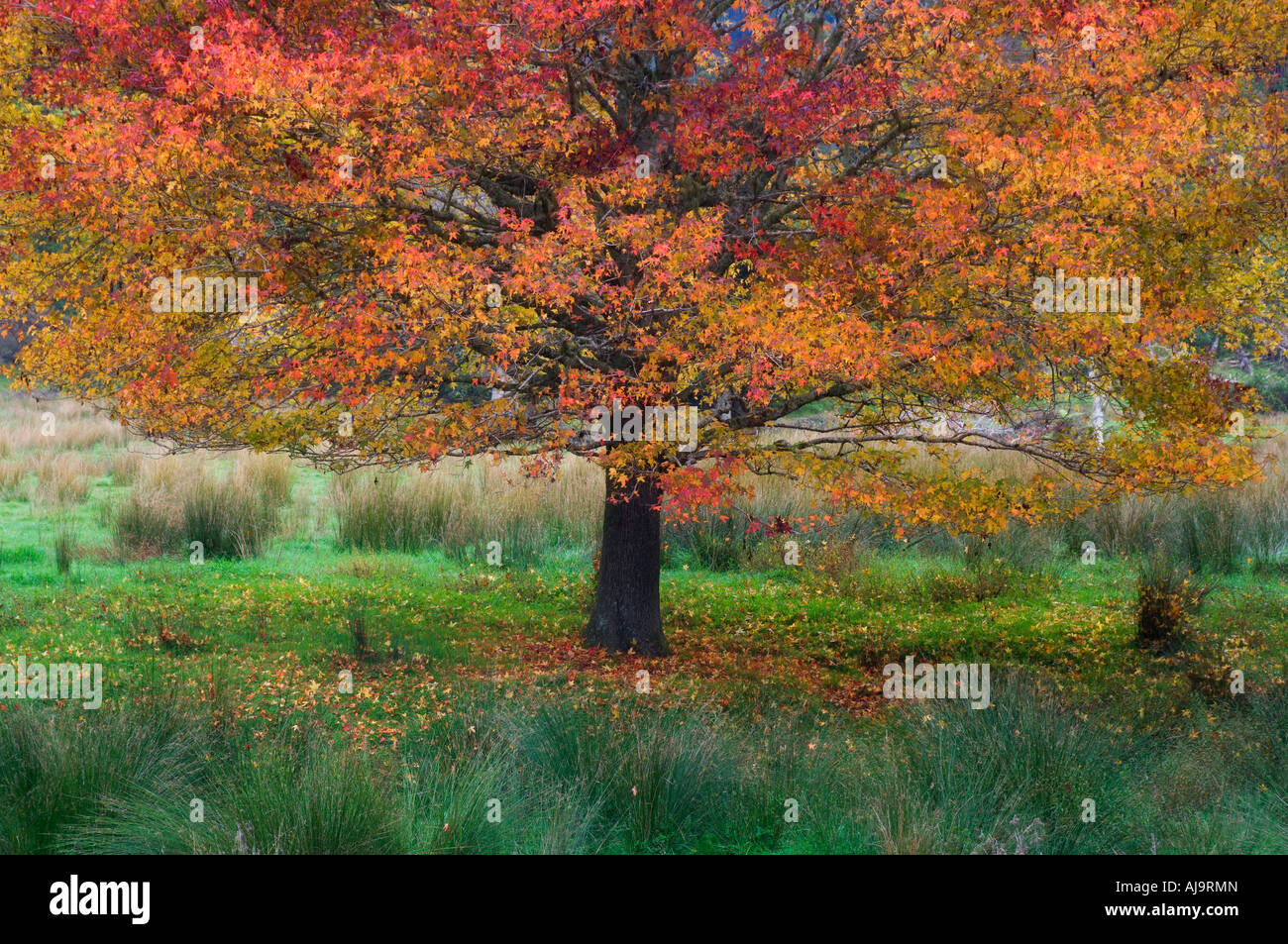 Maple Tree, King Country, North Island, New Zealand Stock Photo - Alamy