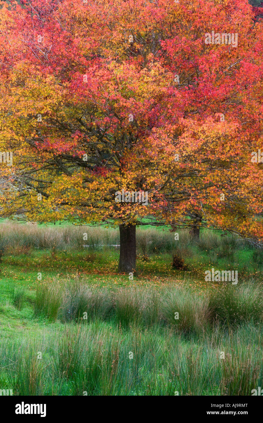 Maple Leaf Island Nami Island Changing Leaves, Autumn Red, Maple