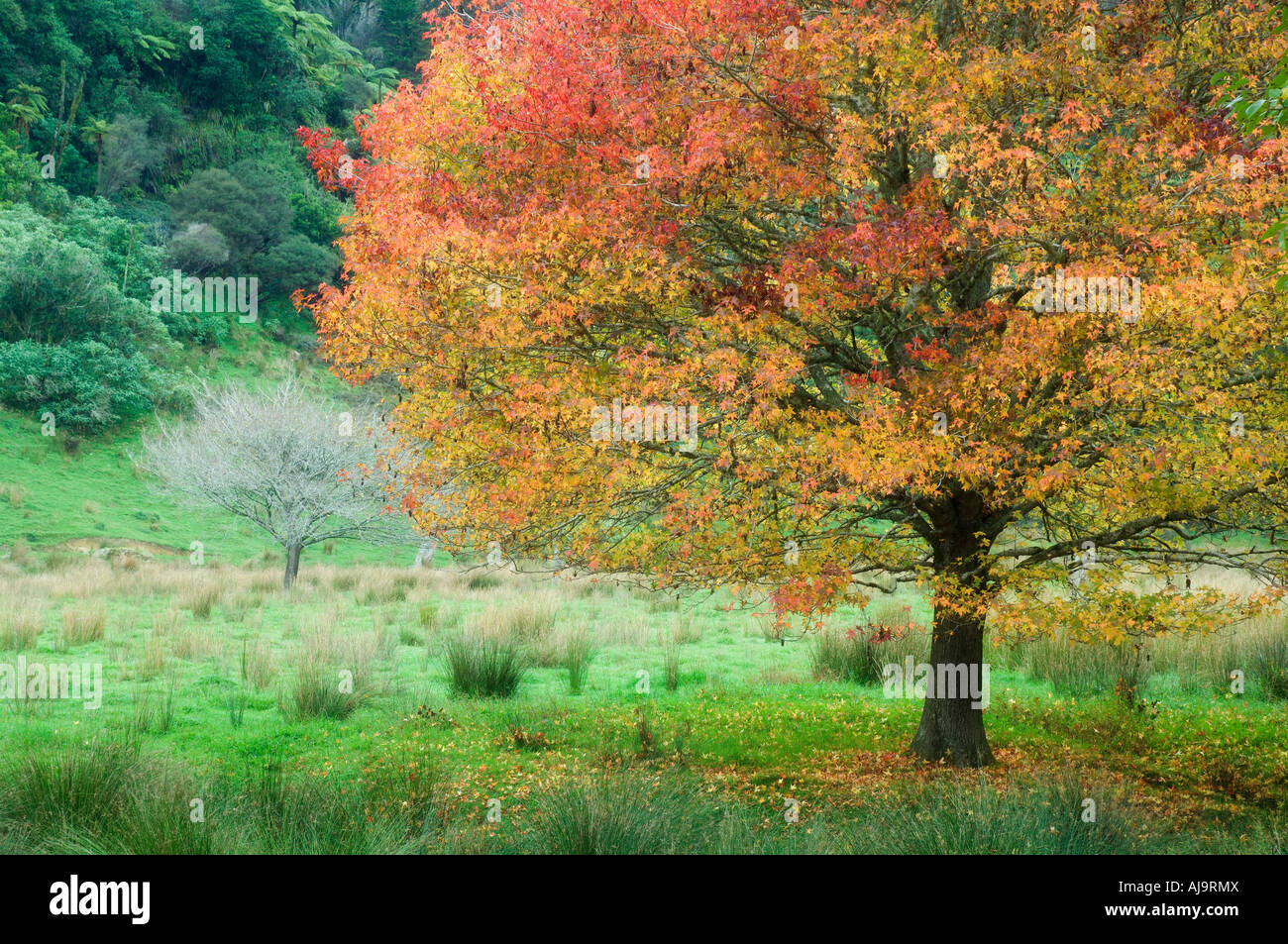 Maple Tree, King Country, North Island, New Zealand Stock Photo - Alamy