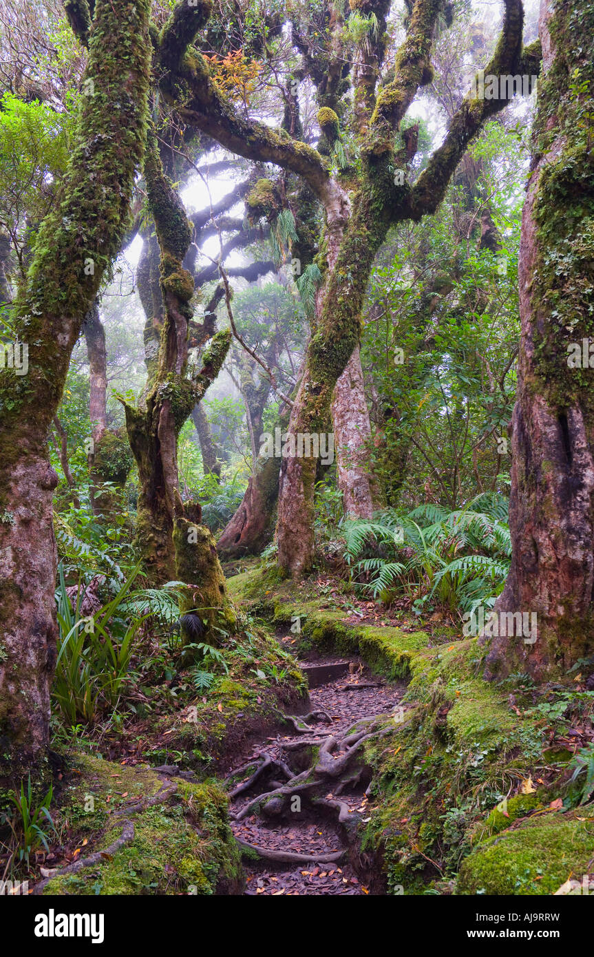 Dwarf Kamaki Forest, Egmont National Park, North Island, New Zealand ...