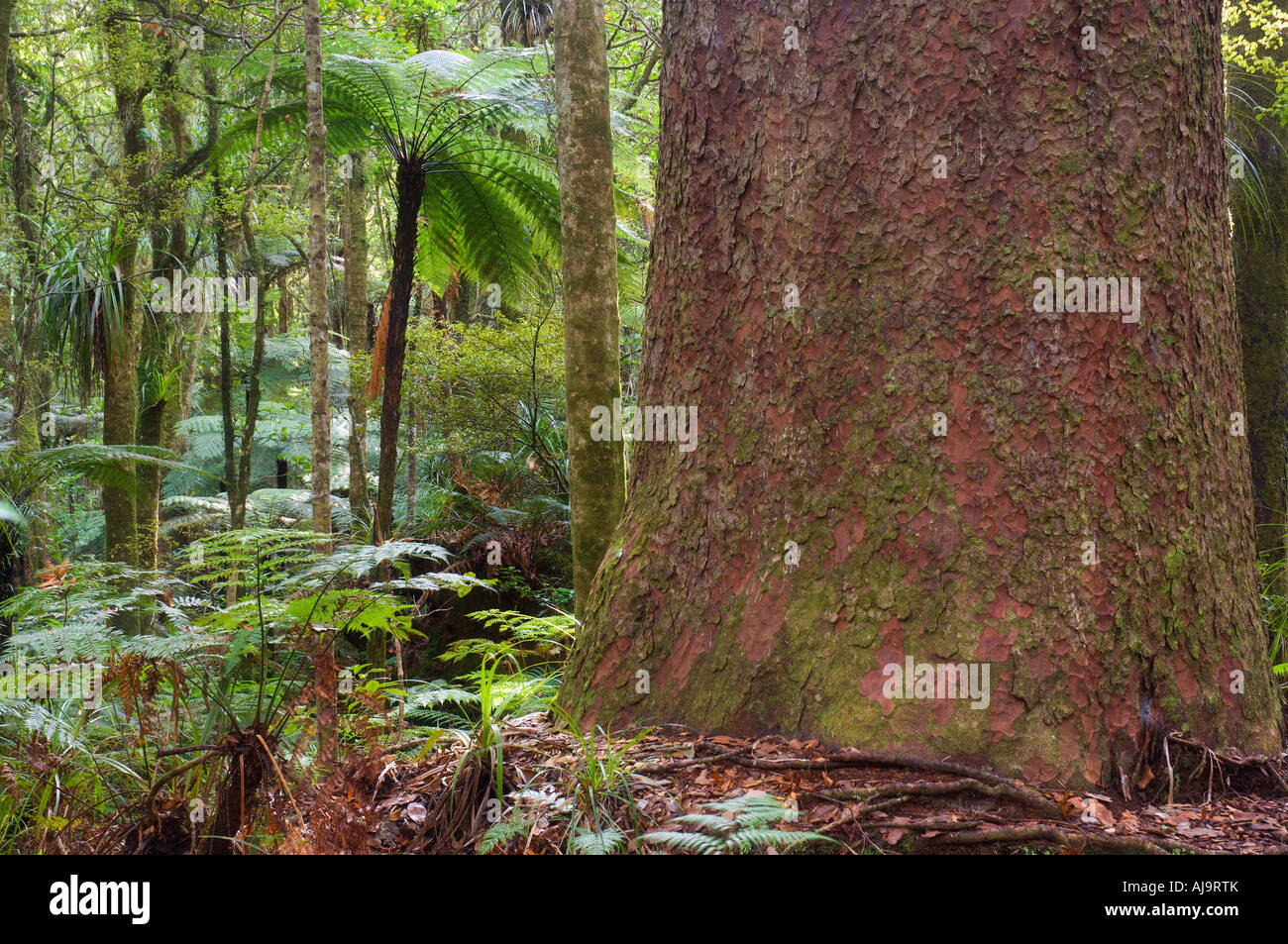 Kauri, Waipoua Kauri Forest, North Island, New Zealand Stock Photo - Alamy