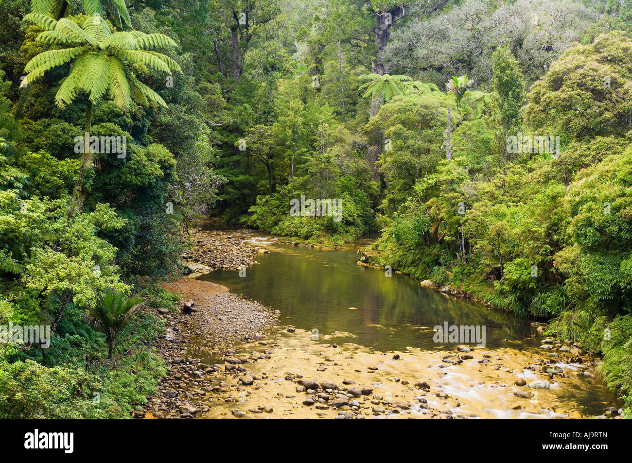 Waipoua River, Waipoua Kauri Forest, North Island, New Zealand Stock ...