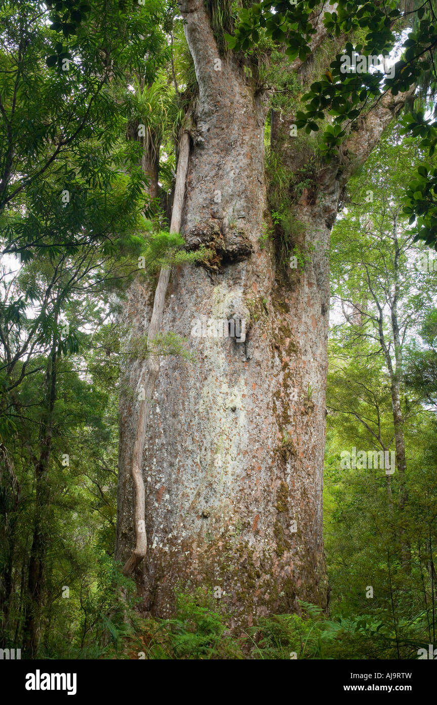 Te matua new zealand hi-res stock photography and images - Alamy