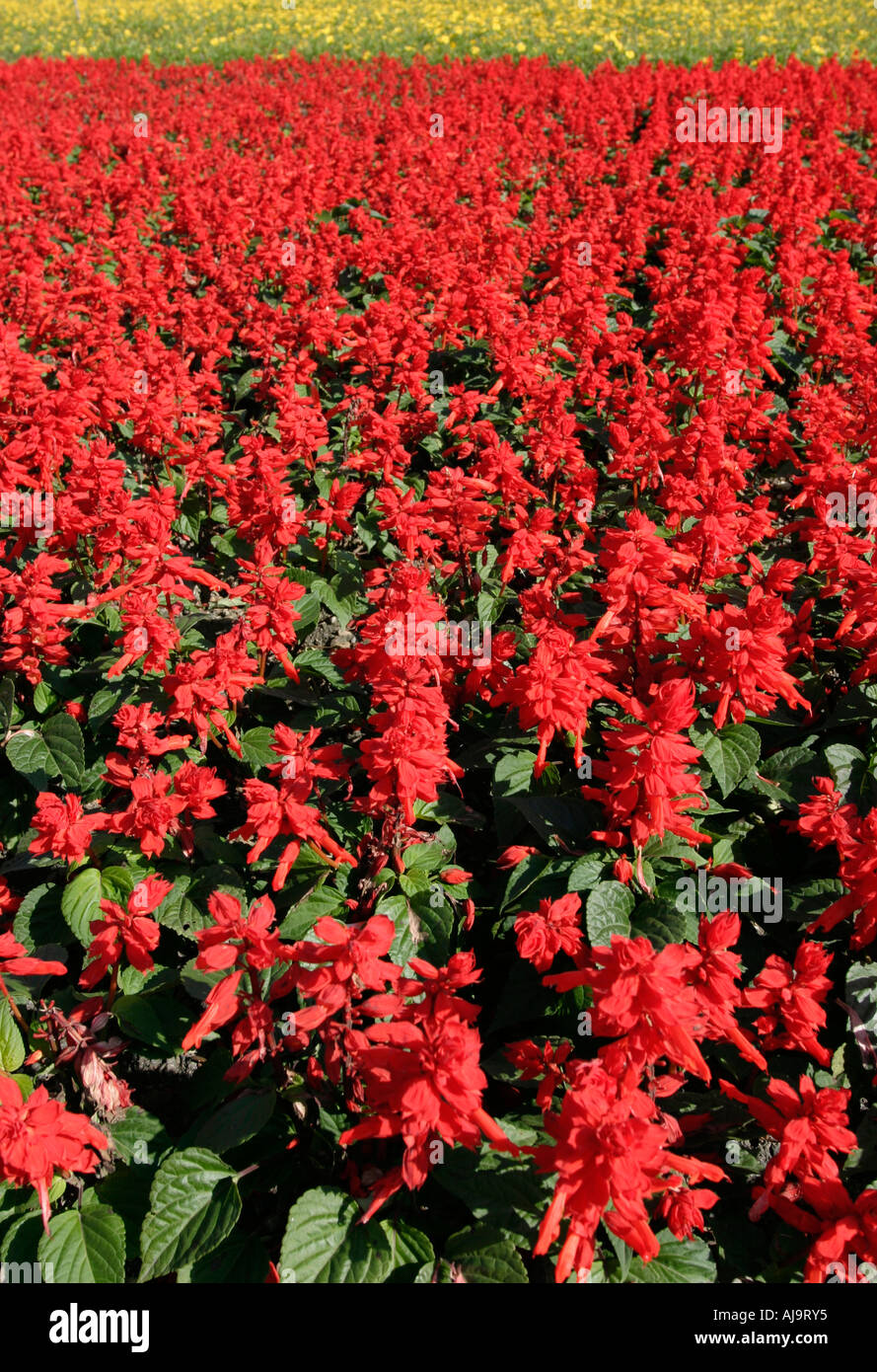 Salavia hi-res stock photography and images - Alamy