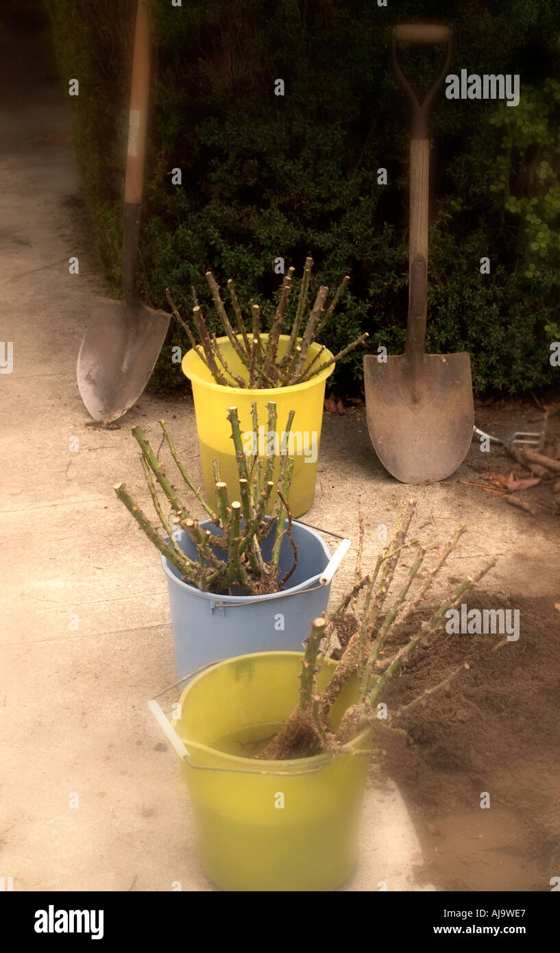 Bare root rose bushes Rosa Floribunda soaking before being planted ...