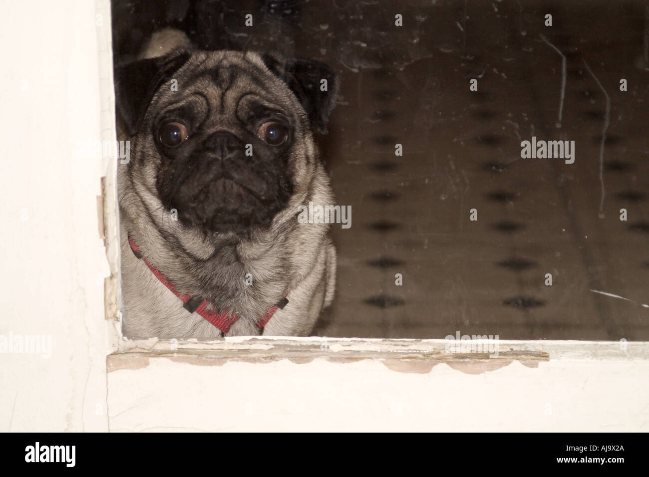 Pugs Using Pictures Of The Door