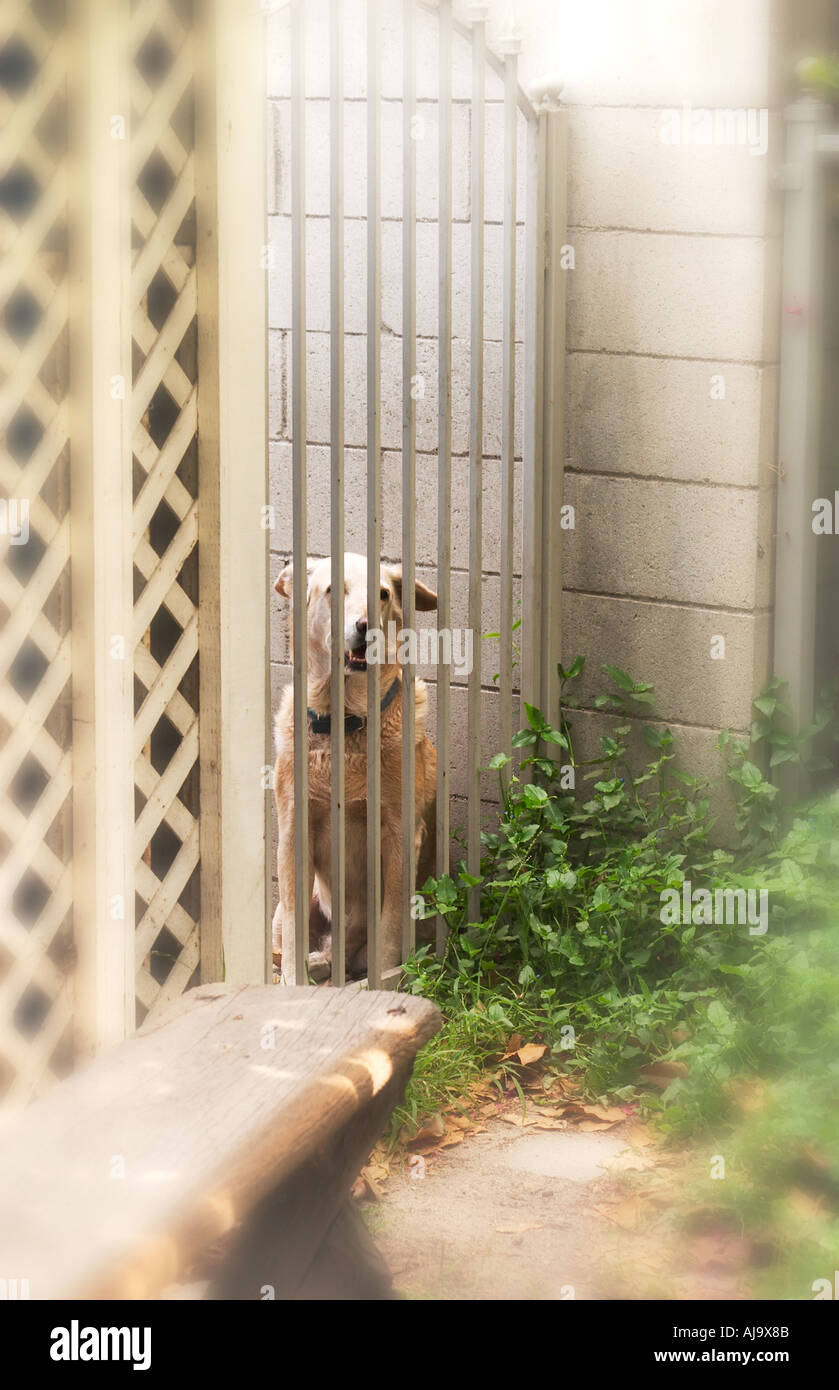 Labrador Retriever dog looking through gate Stock Photo - Alamy