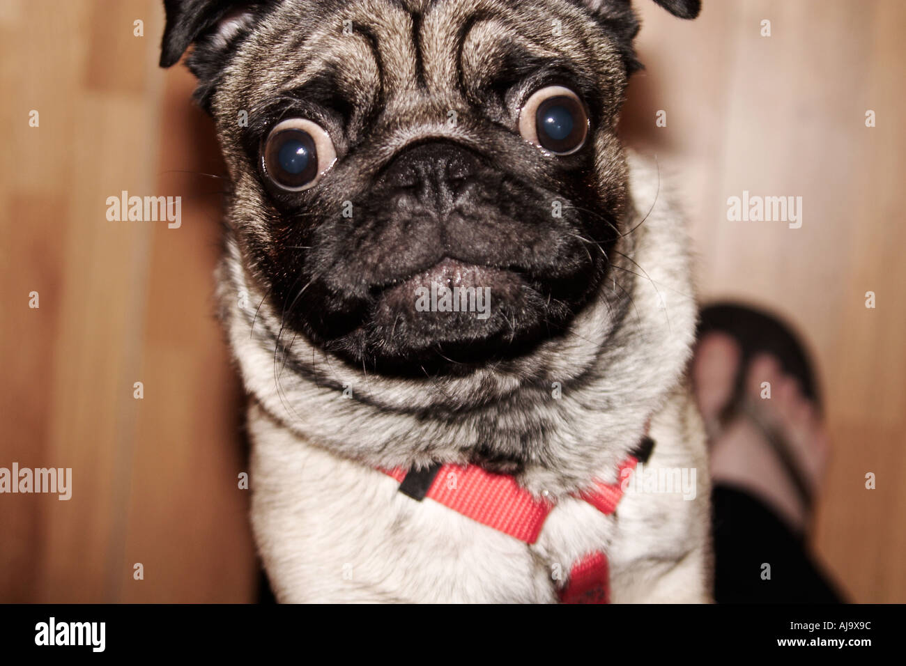 Pug dog portrait Stock Photo - Alamy
