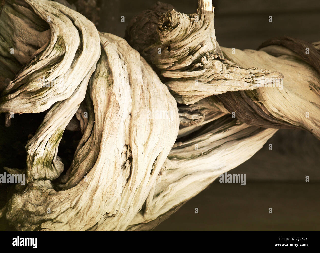 Old gnarled and twisted tree trunk Stock Photo - Alamy