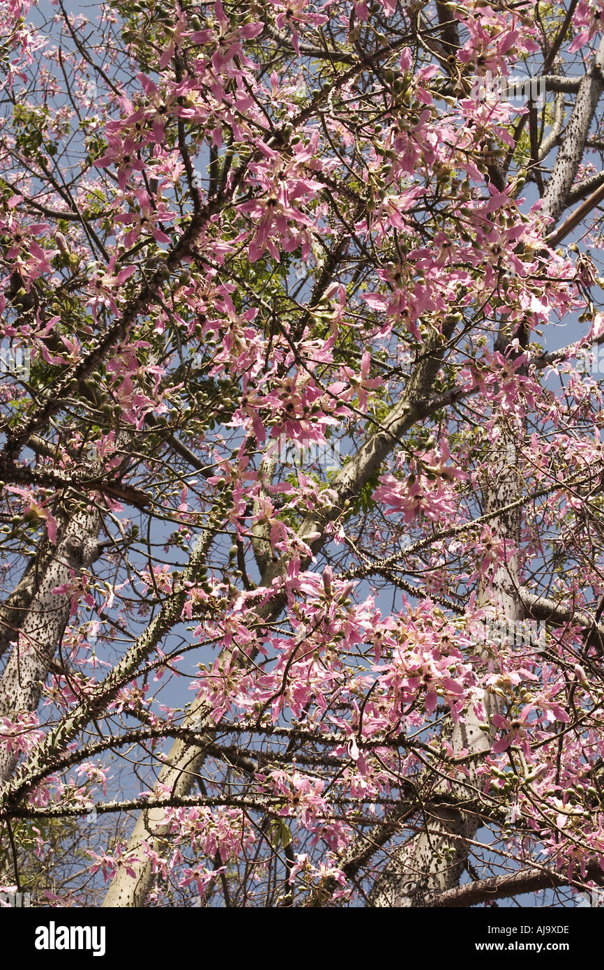 Flowering Kapok Tree Ceiba pentandra Stock Photo - Alamy