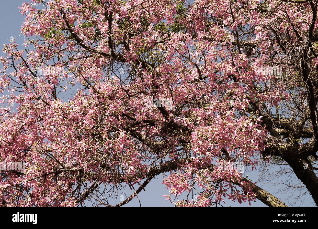 Flowering Kapok Tree Ceiba pentandra Stock Photo - Alamy