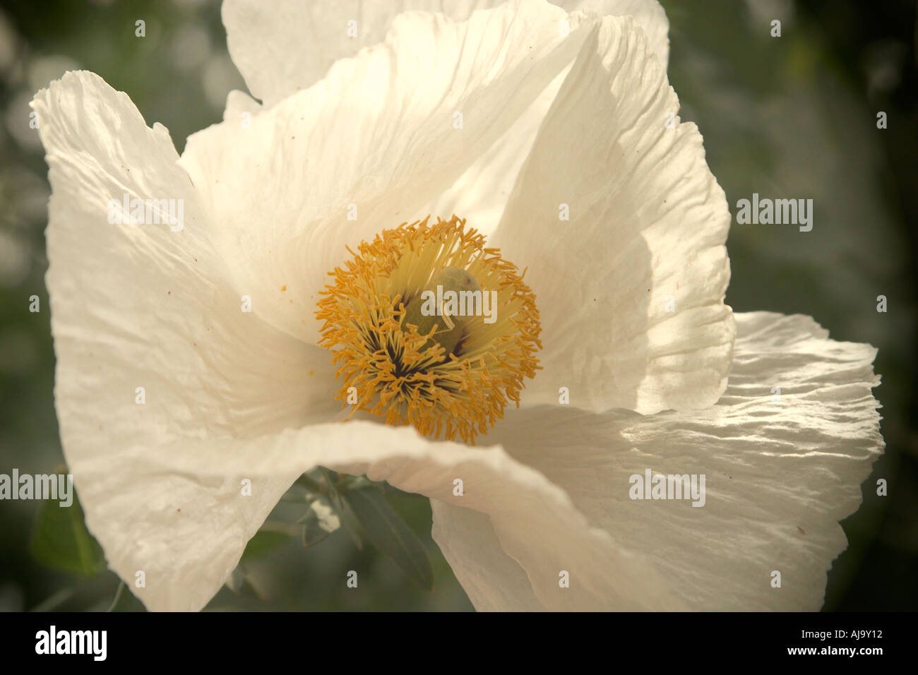 Matilja poppy flower Romneya coulteri Stock Photo - Alamy