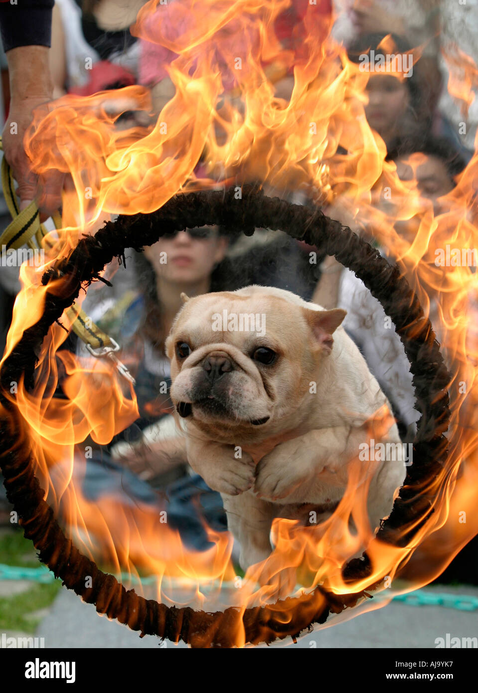 A French bulldog jumps through the fire circle in the dog show Stock ...