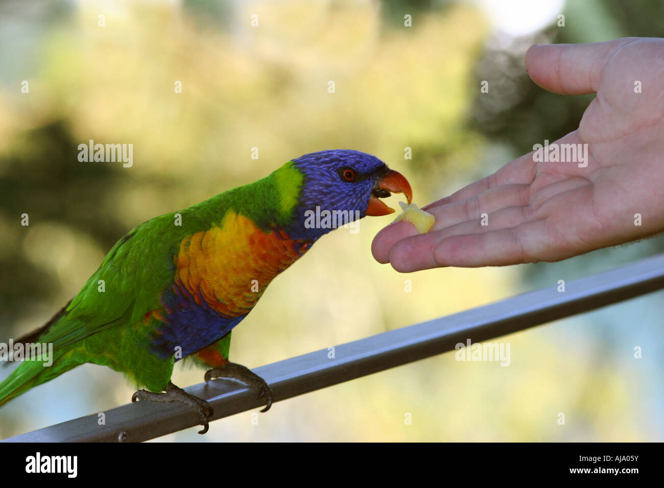 Hand fed parrot hi-res stock photography and images - Alamy