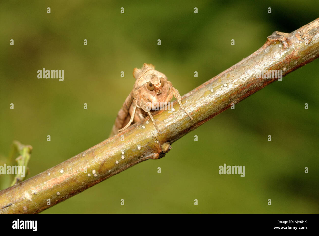 Angle Shades Moth Phlogophora meticulosa on oak branch Head and eyes ...