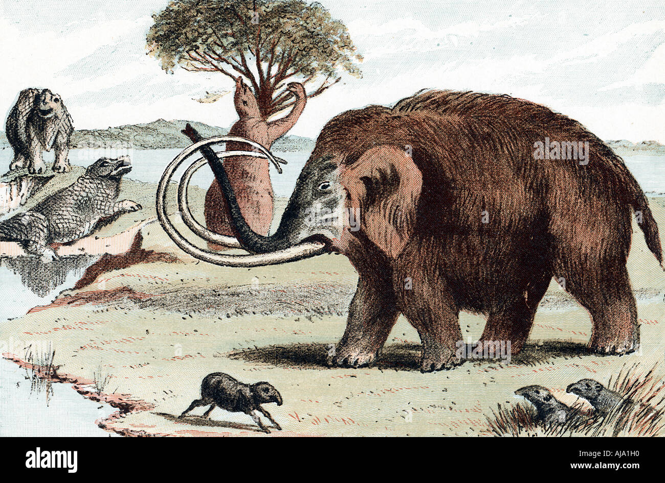 Woolly mammoth (Mammuthus), 1892. Artist: Unknown Stock Photo - Alamy