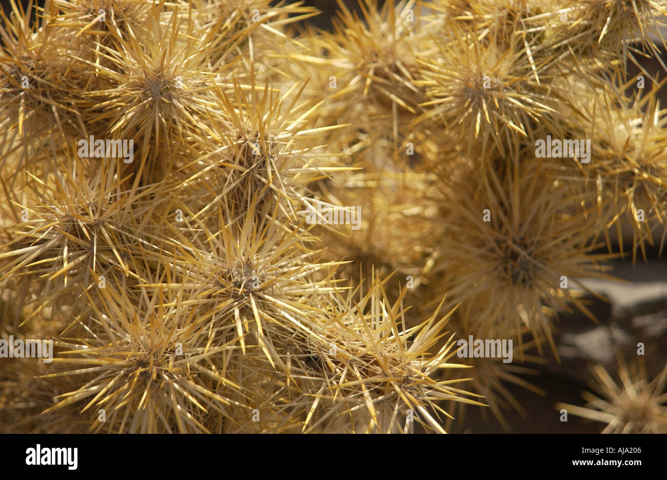 Jumping cactus hi-res stock photography and images - Alamy