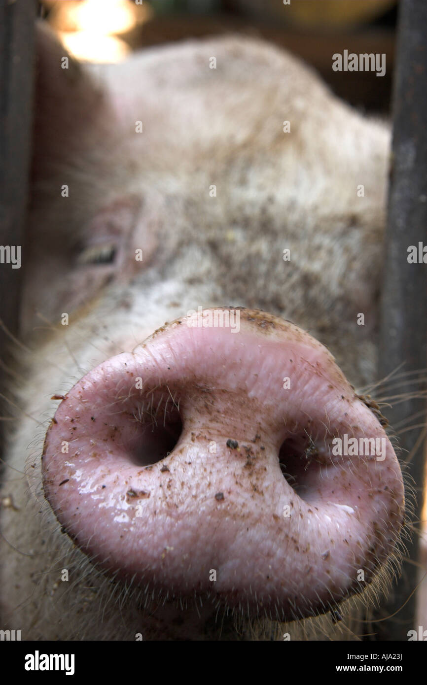 a portrait of a pig Stock Photo - Alamy