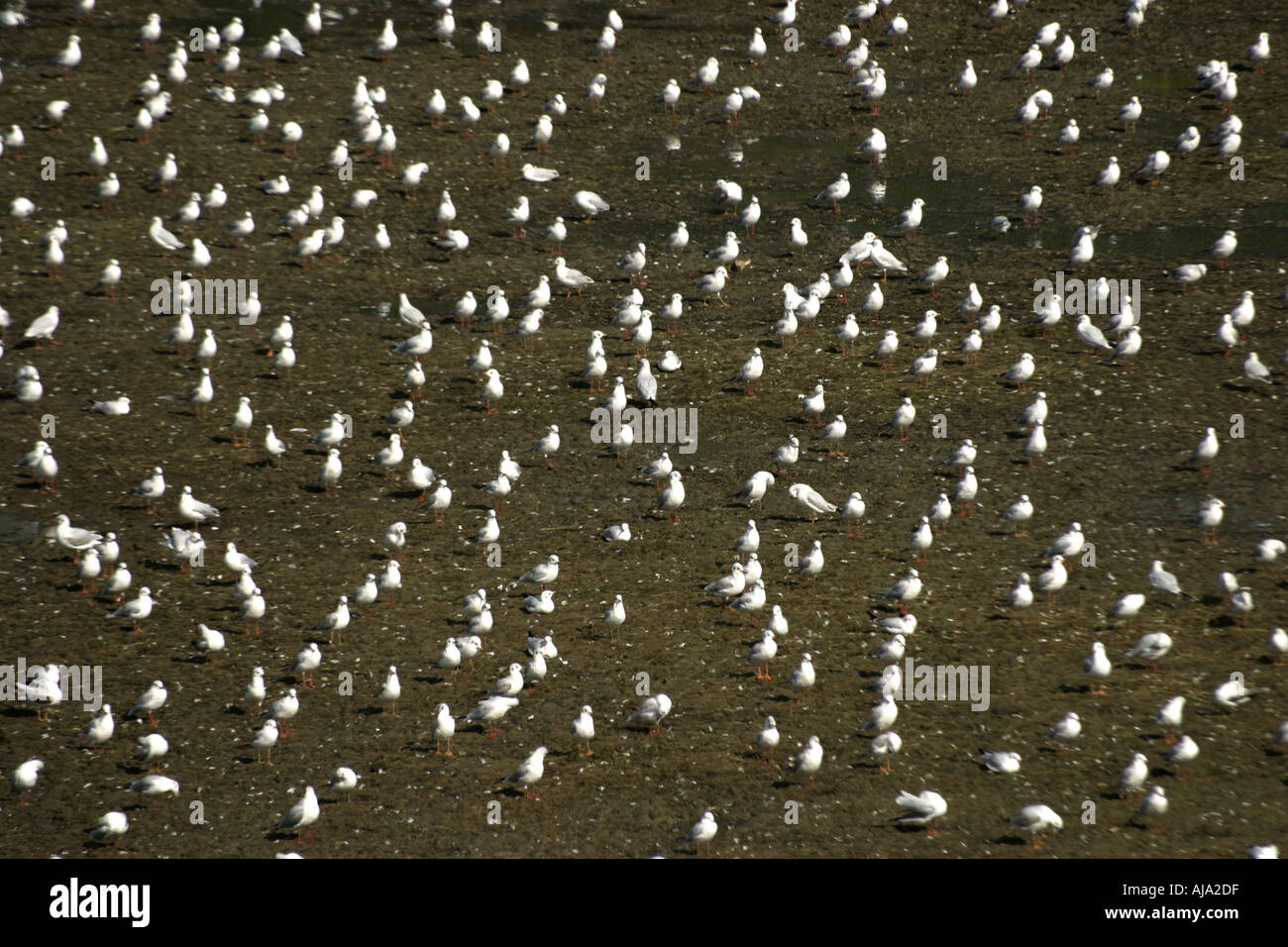 Gulls at river bank of Strymonas river Stock Photo - Alamy