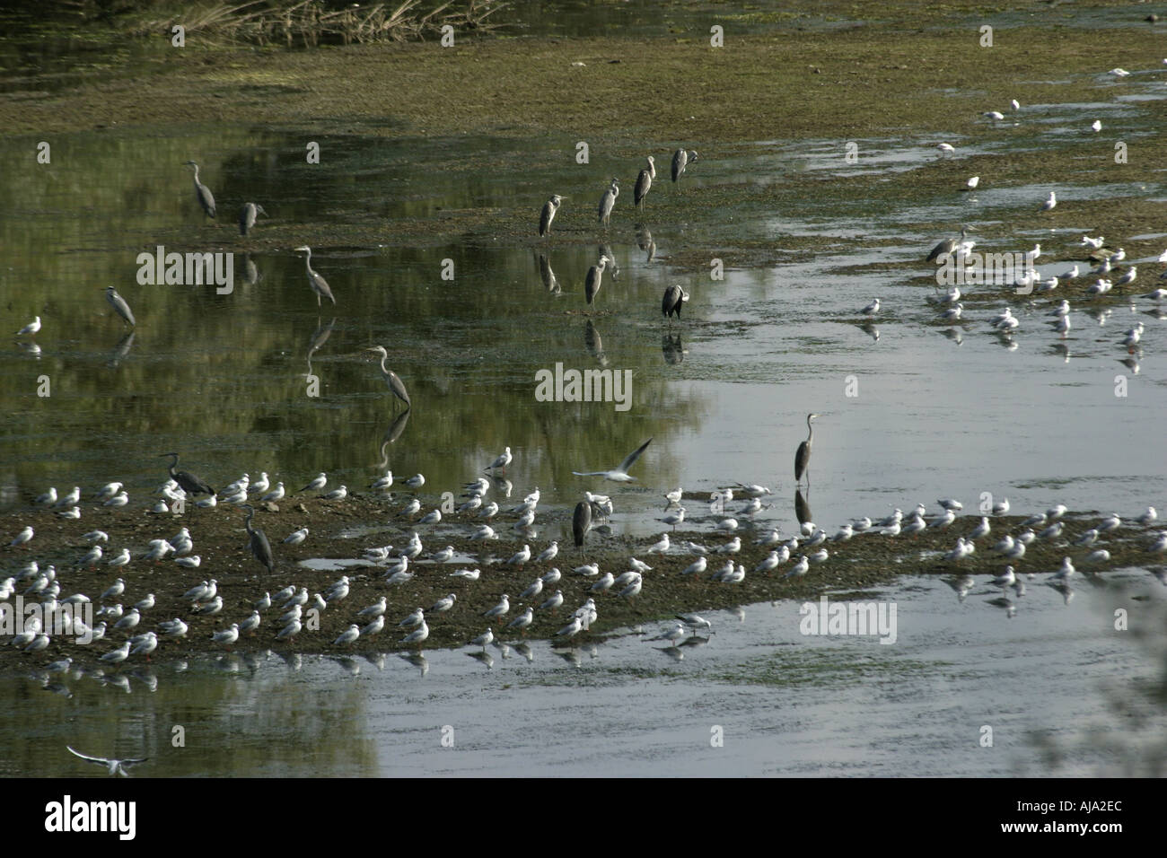 Strymonas hi-res stock photography and images - Alamy
