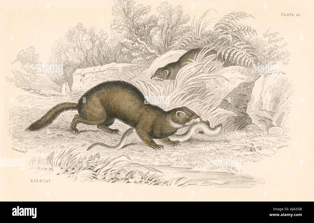 British weasel family hi-res stock photography and images - Alamy