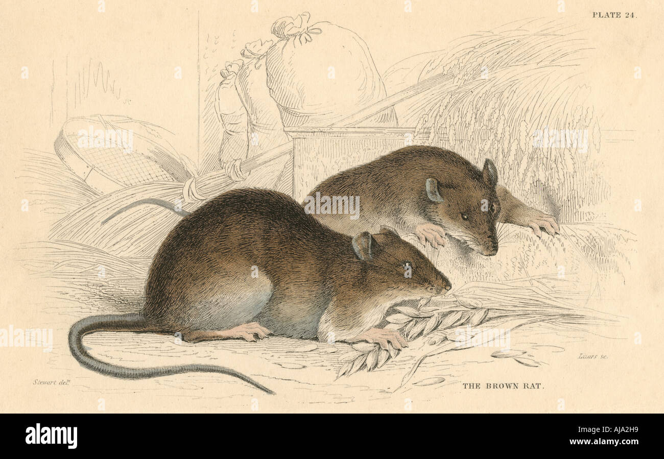Brown rat (Rattus rattus), 1828. Artist: Unknown Stock Photo - Alamy