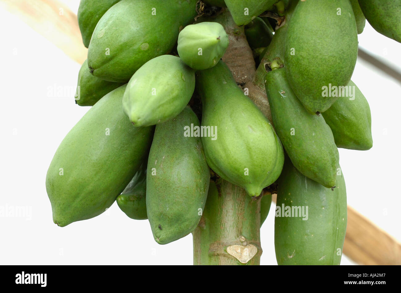 Papaya taiwan hi-res stock photography and images - Alamy
