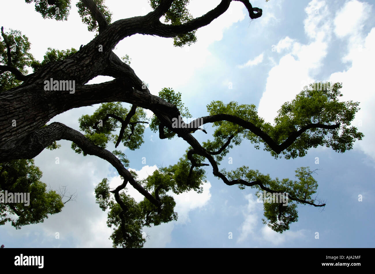 Tree and sky Stock Photo - Alamy