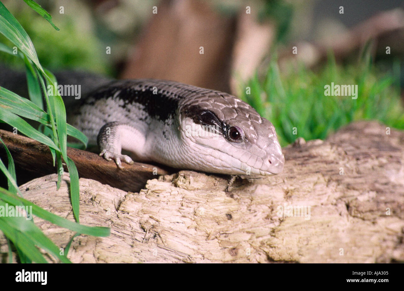 Common or Eastern Blue-Tongued Skink, Tiliqua scincoides scincoides ...