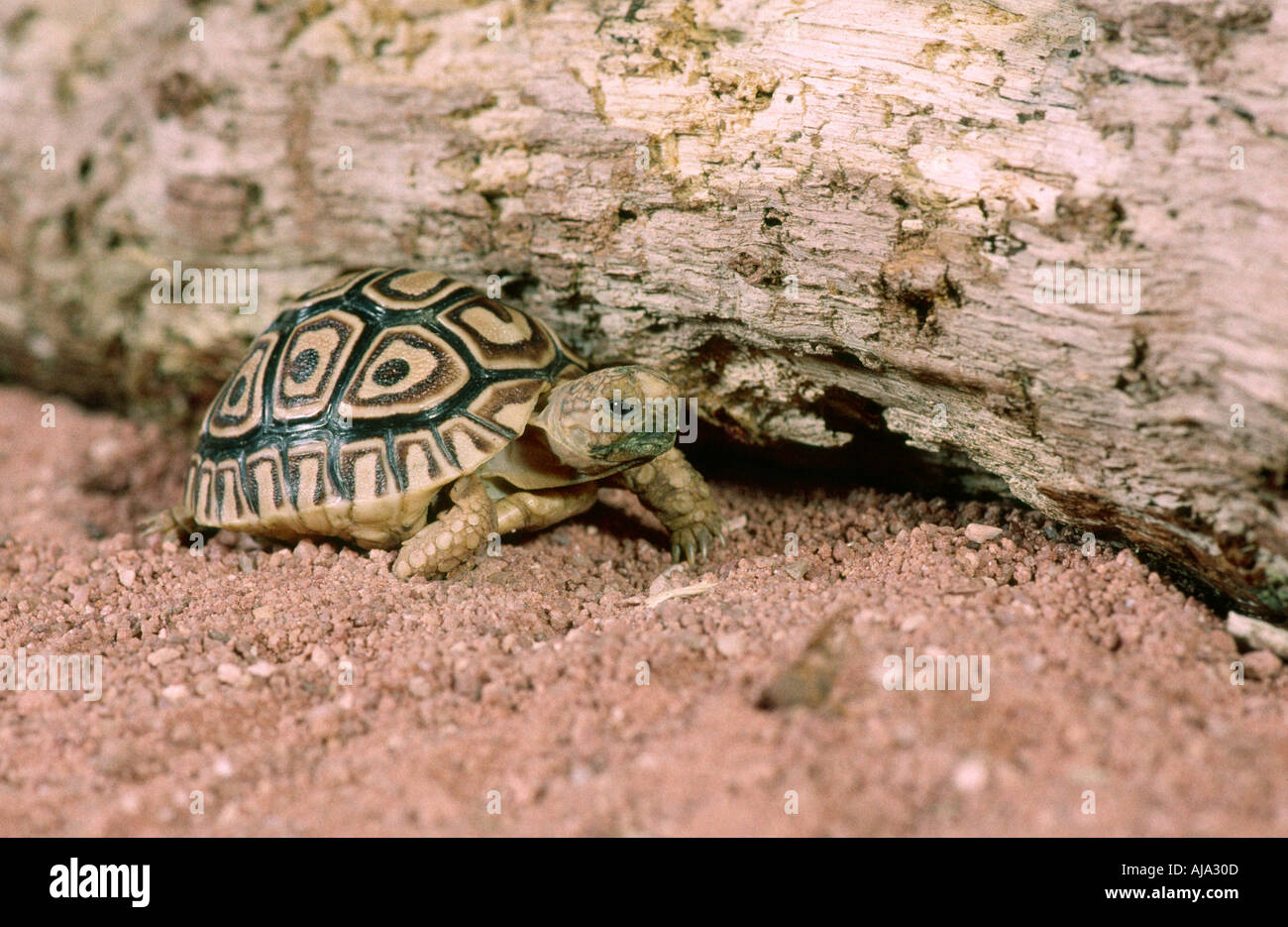 Leopard Tortoise, Stigmochelys pardalis (Geochelone pardalis ...