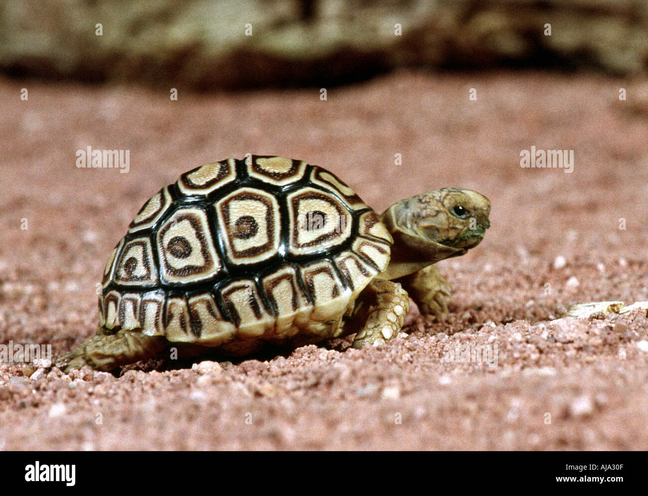 Leopard Tortoise, Stigmochelys pardalis (Geochelone pardalis ...