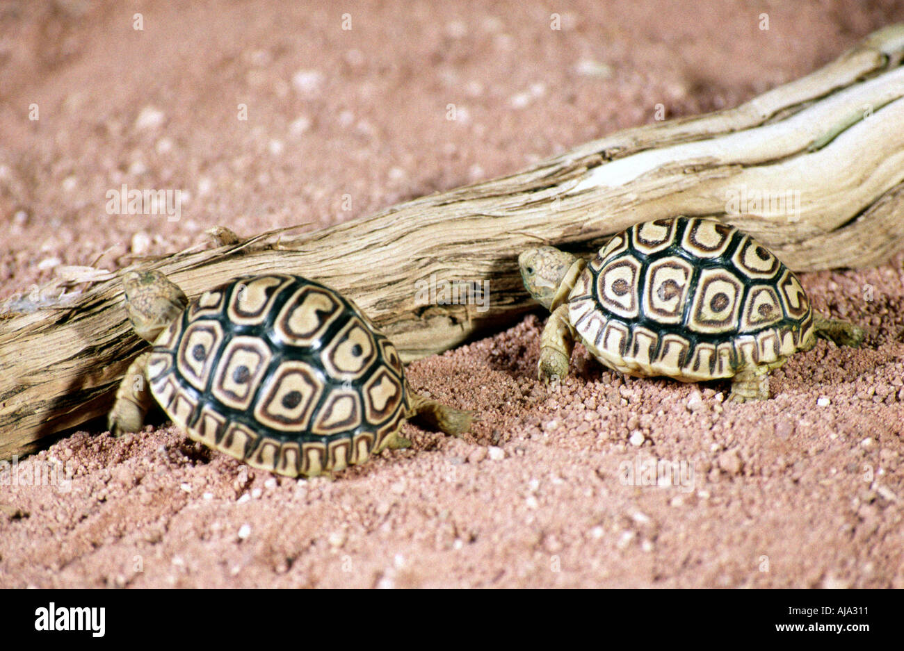 Pair of Leopard Tortoises, Stigmochelys pardalis (Geochelone pardalis ...