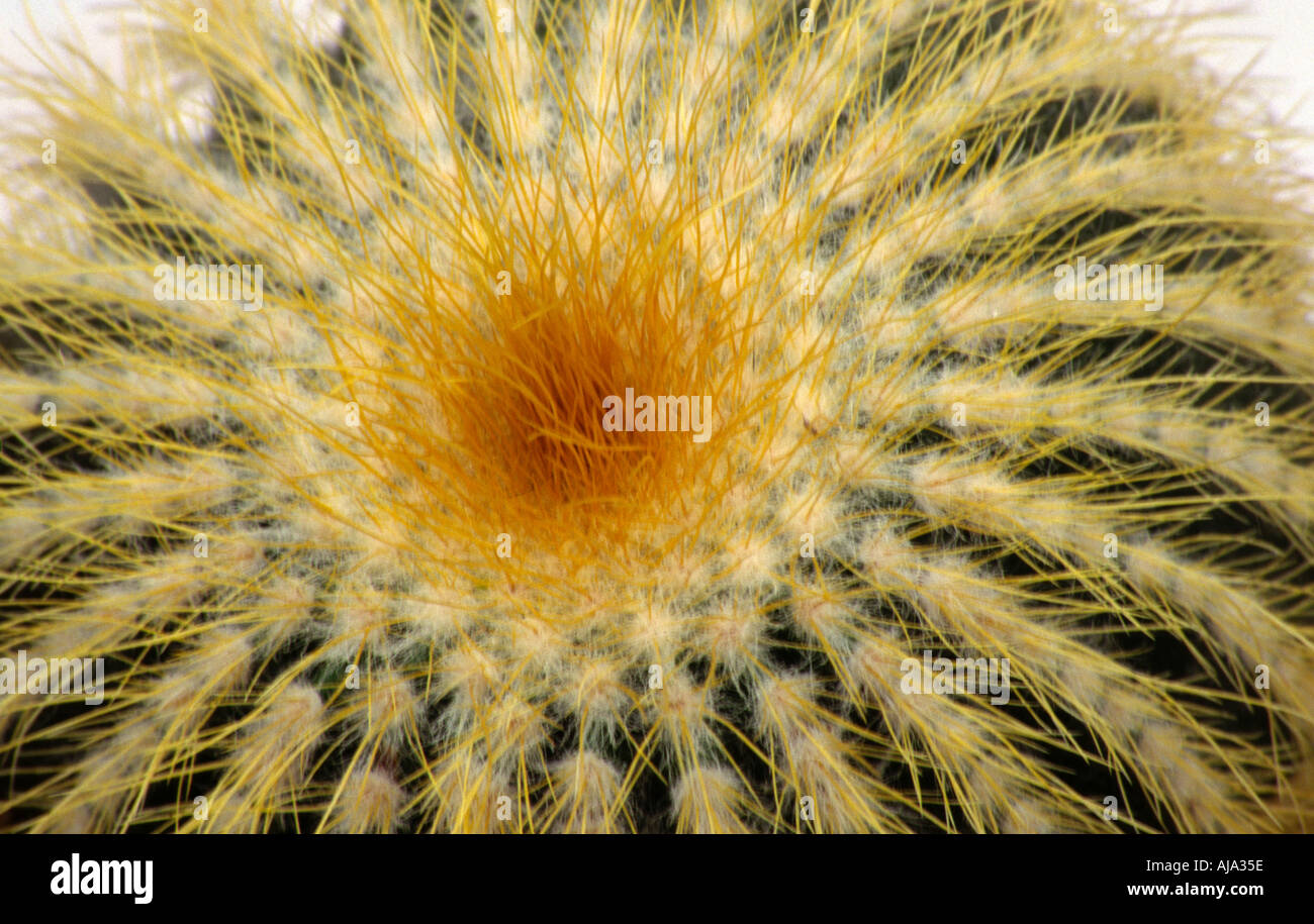 Close up of top of Notocactus Leninghausii clump forming perennial ...