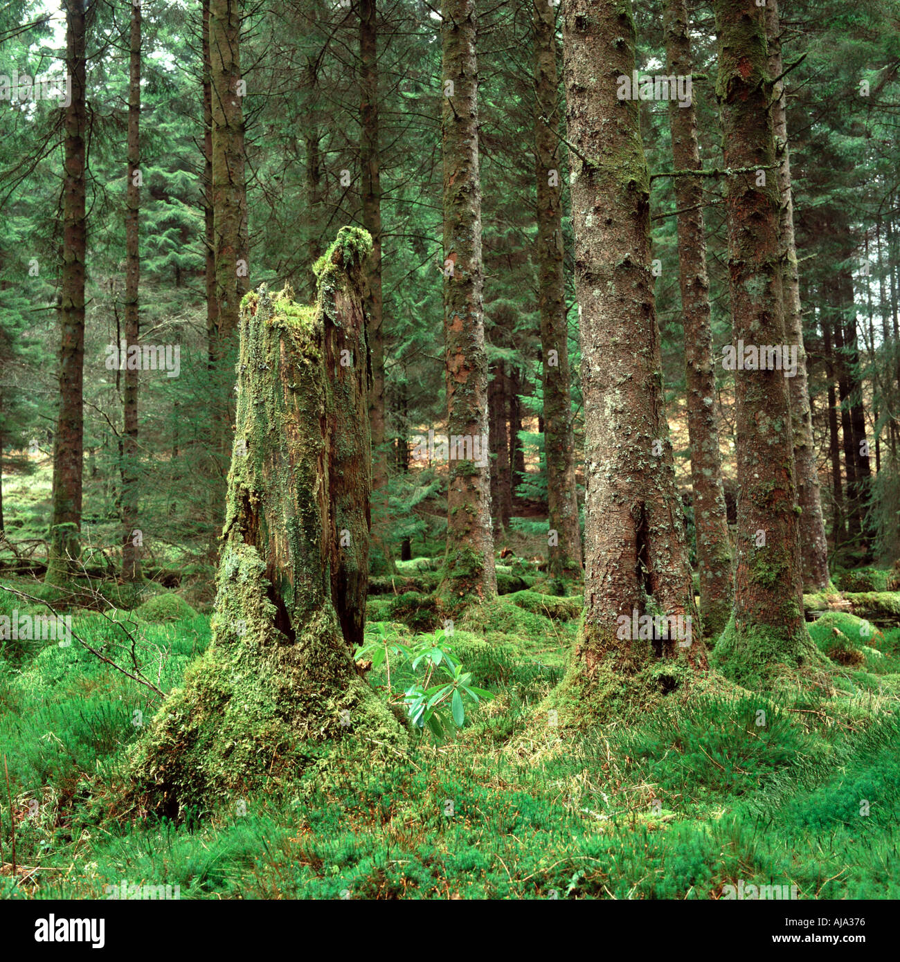 Temperate rainforest scotland hi-res stock photography and images - Alamy