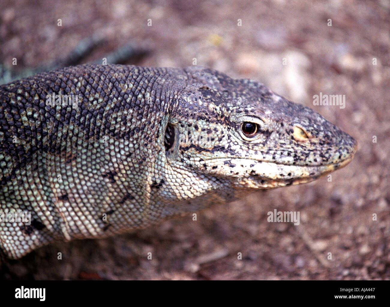 Monitor lizard animal behaviour hi-res stock photography and images - Alamy